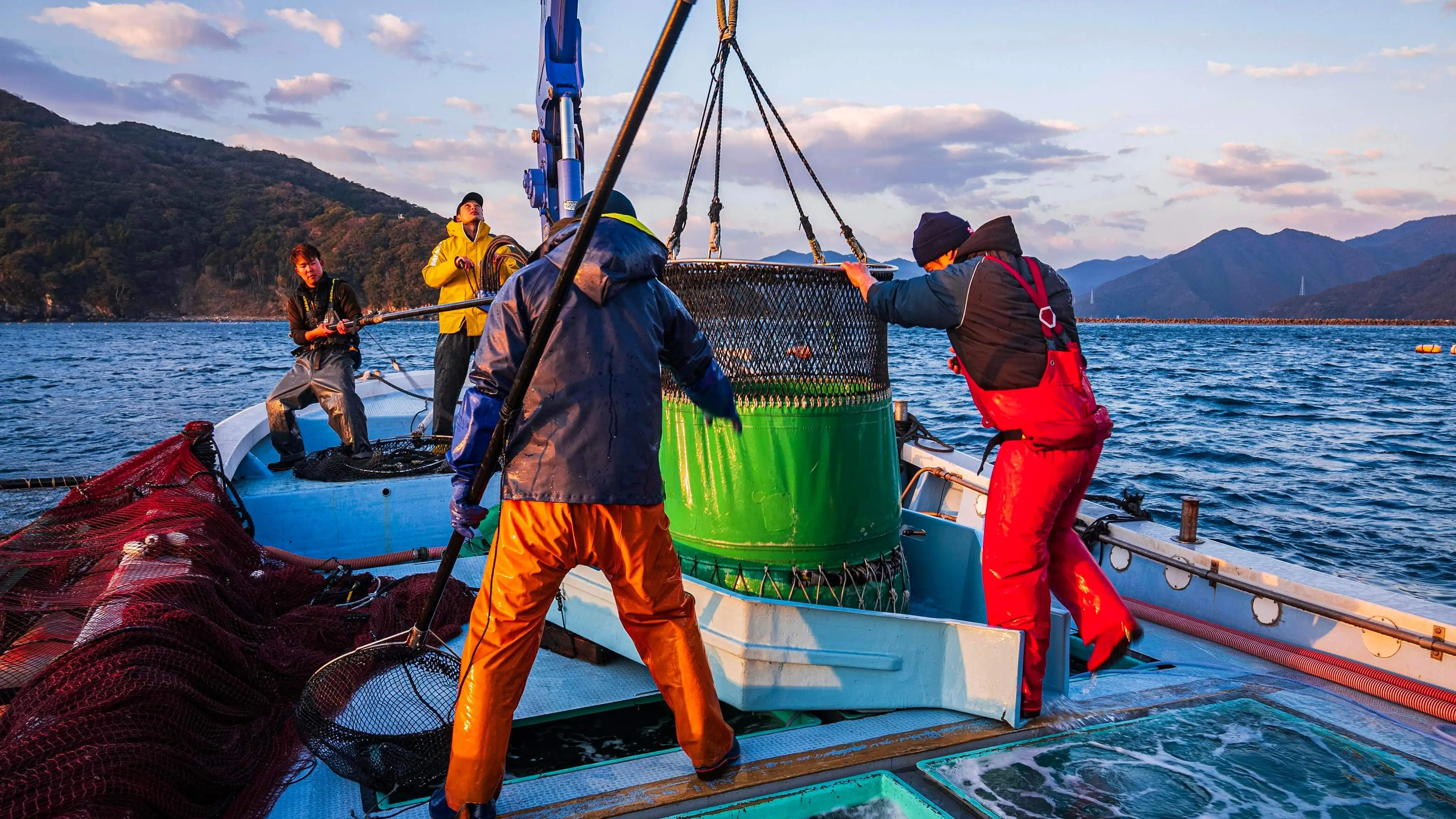 Yellowtail Japan Fish Fillet Seafood Processed Products Fresh - Buy ...