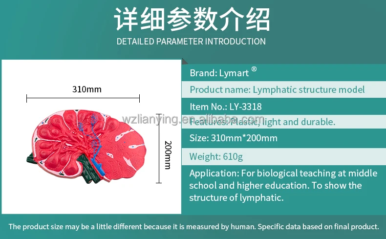 Plastic Human Anatomy Lymphatic Structure Model - Buy Lymphatic ...