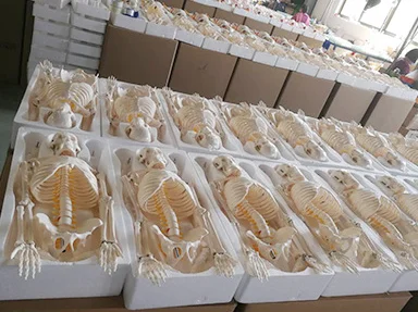 Advanced Urinary Catheterization Simulator for Medical Training