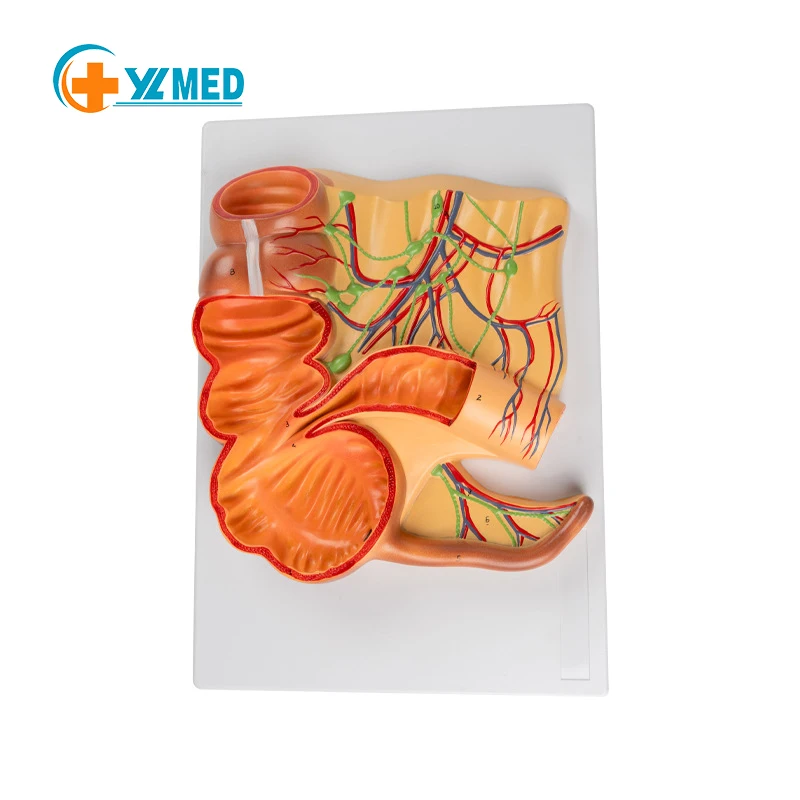 Human Digestive System Model Enlarged Anatomical Model Of Rectum And ...