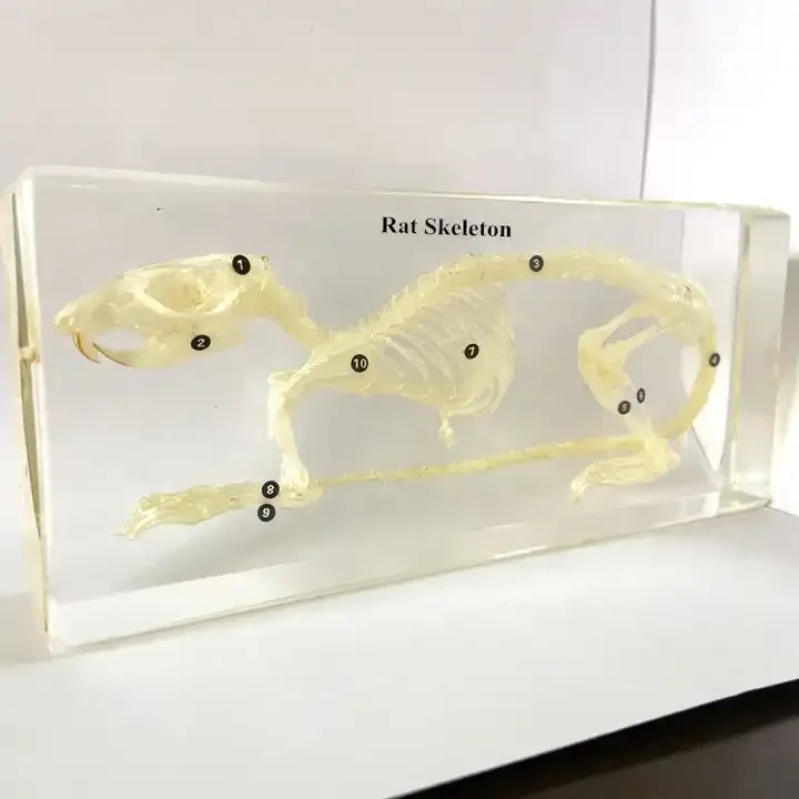 Rat Skeleton Specimen Animal Paperweight Taxidermy Collection Embedded ...