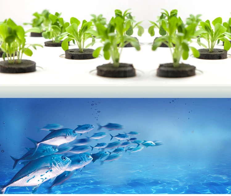 Aquaponic Equipment - Efficient Fish and Vegetable Growth