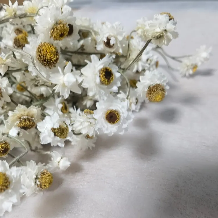 White Daisy Winged Everlasting Plants - Dried Ammobium Alatum