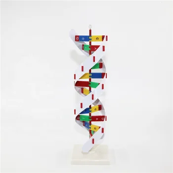 Advanced Plastic Dna Model Dna Structure Model - Buy Medical Model ...