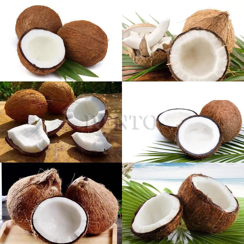 Coconut Water Extraction Machines - Efficient & Durable