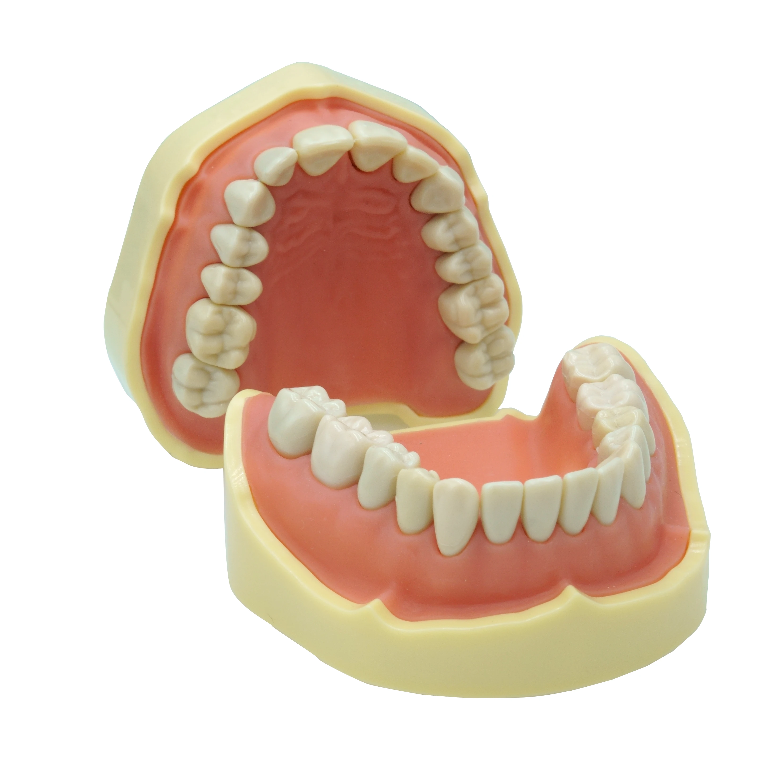 Teaching Resources Mandibular Jaw Dental Study Model For Tooth - Buy ...