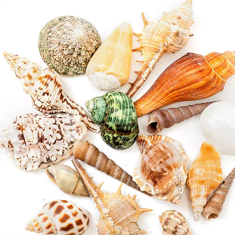 Natural Mixed Sea Shells Conch Shells Coquillage Beach Decor Diy Sea ...