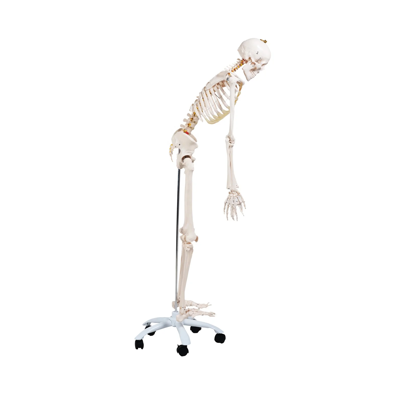 Alibaba.com: CBM-001A Human Plastic Skeleton Model 180cm for medical ...