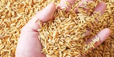 Beston Group Biochar Production Equipment - Rice Husk Charcoal Making ...