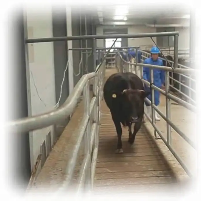 Halal Cattle Slaughter House Equipment - High Efficiency