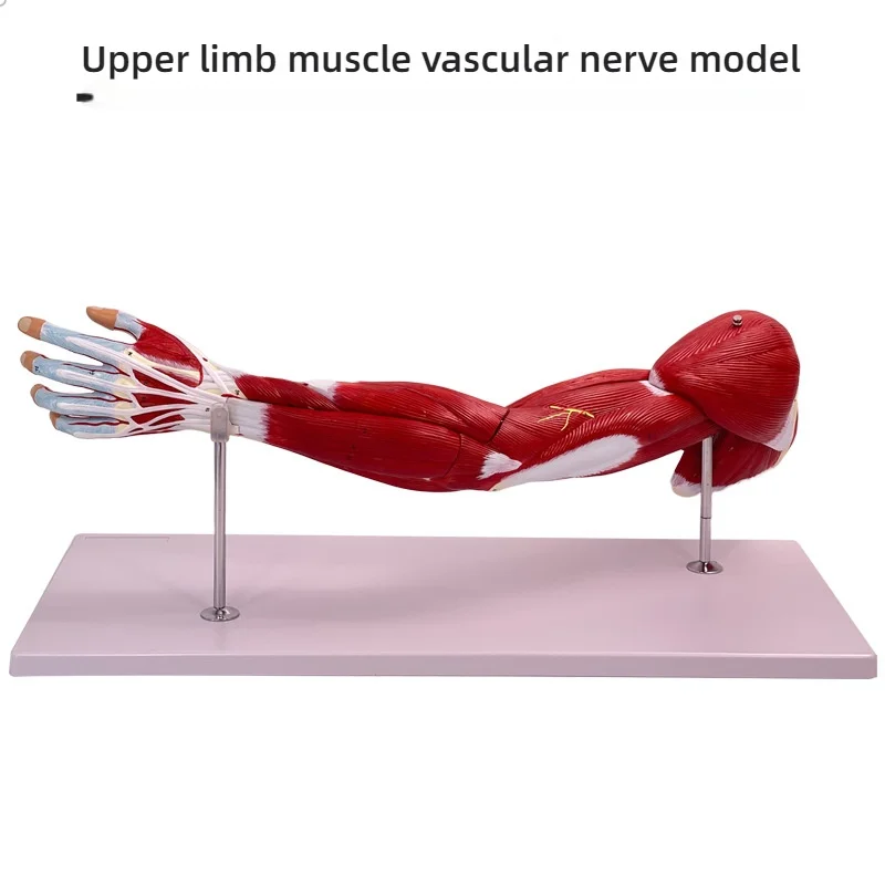 Life-Size PVC Musculoskeletal Anatomy Model of Lower Limb for Medical ...