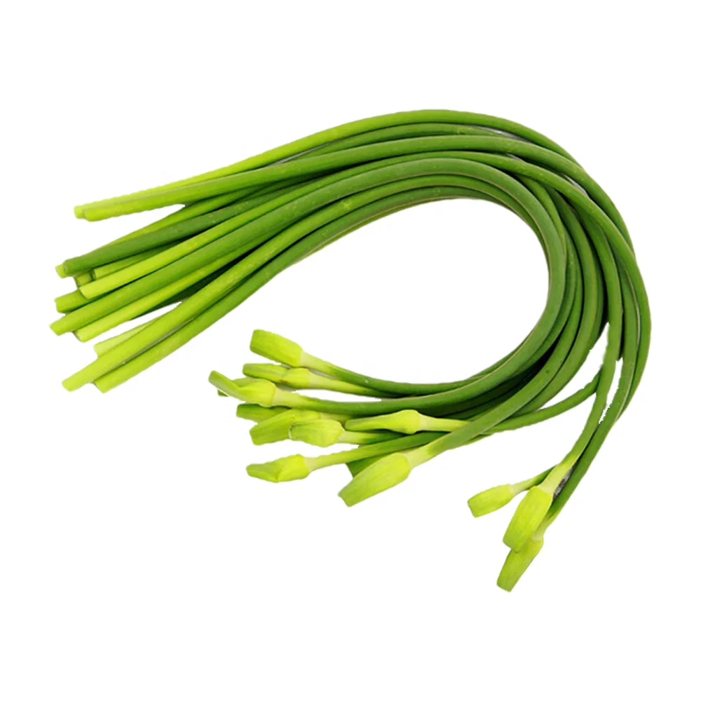 Fresh Garlic Shoot In New Crop Chinese Garlic Stem Sprout - Buy Fresh ...