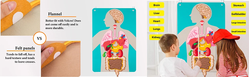 Upin Custom 3d Organs Awareness Montessori Early Learning Human Body ...