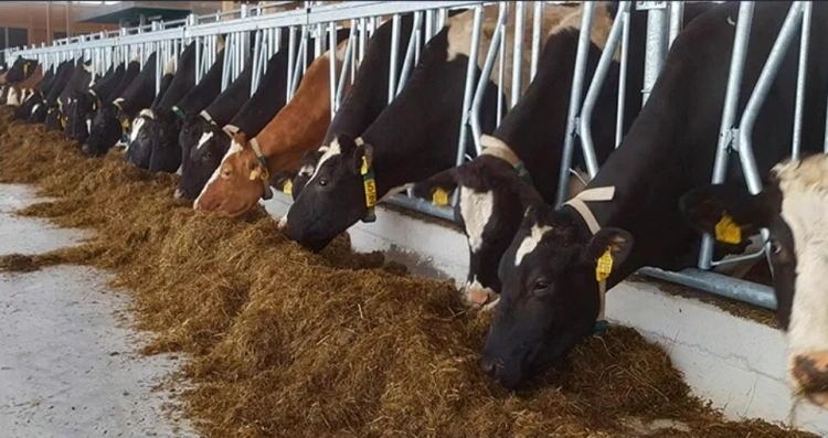 Cattle Headlock - Secure and Efficient Cow Farm Equipment