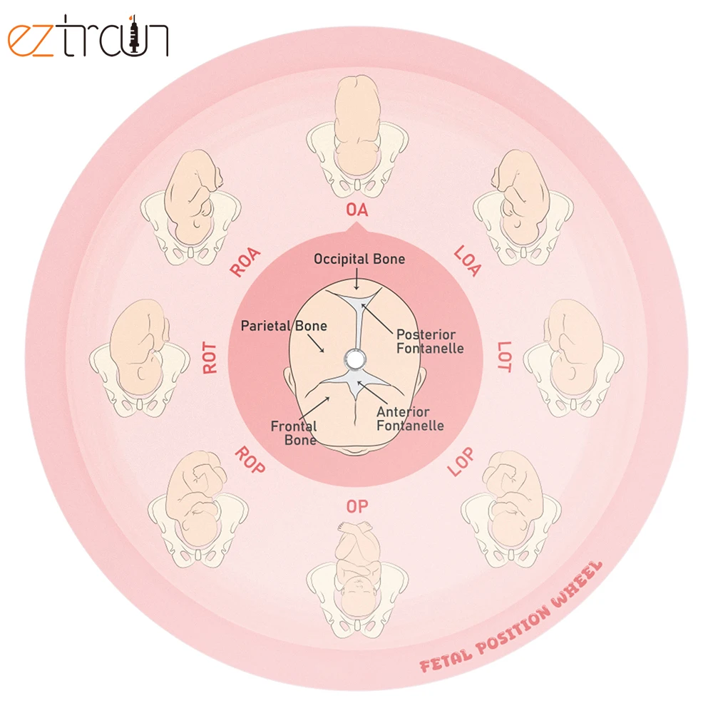 Fetal Position Wheel, Pregnancy Wheel, Corrected Foetal Circulation ...