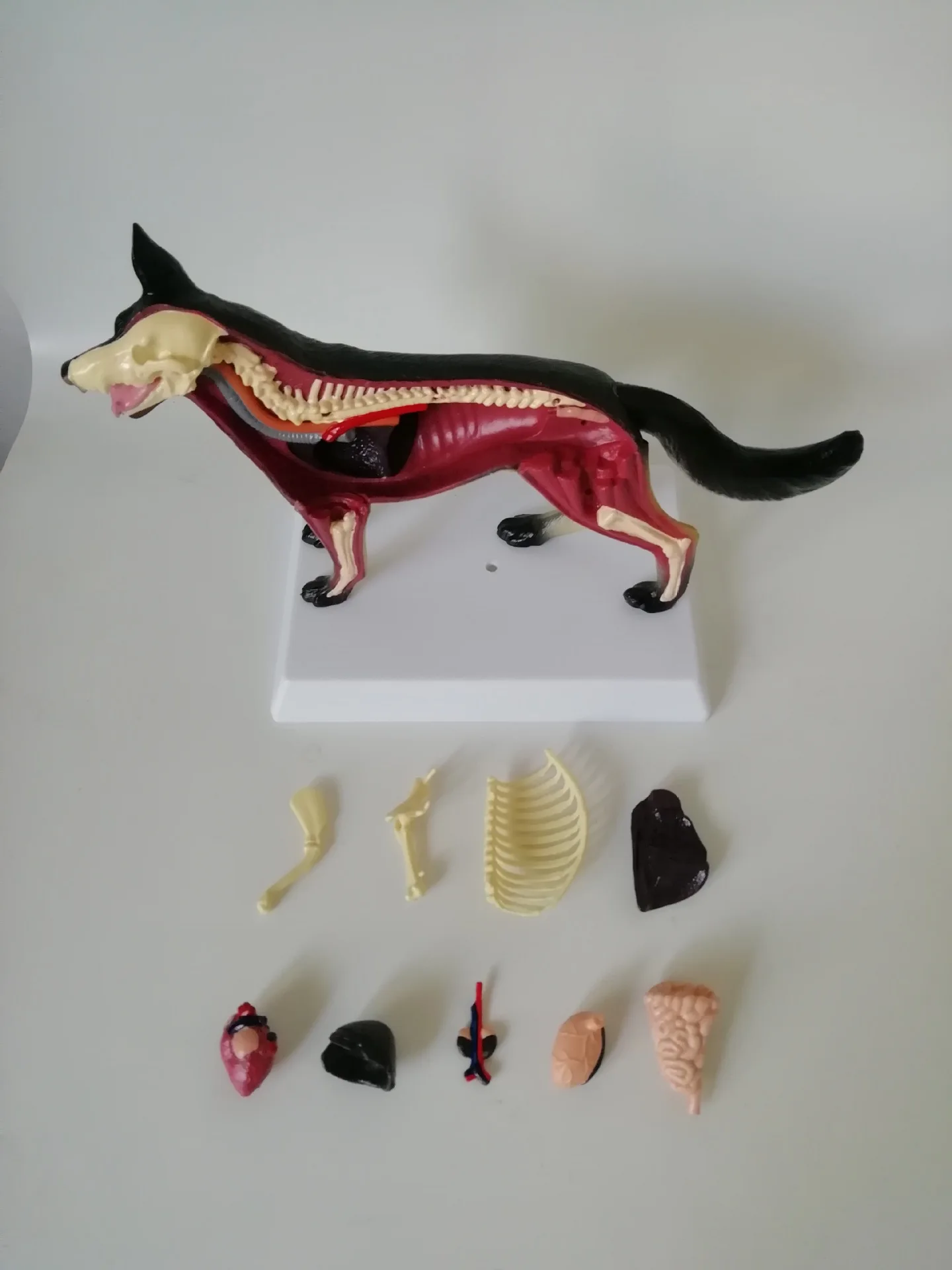 Canine Anatomical Dog Anatomy Visceral Skeleton Model
