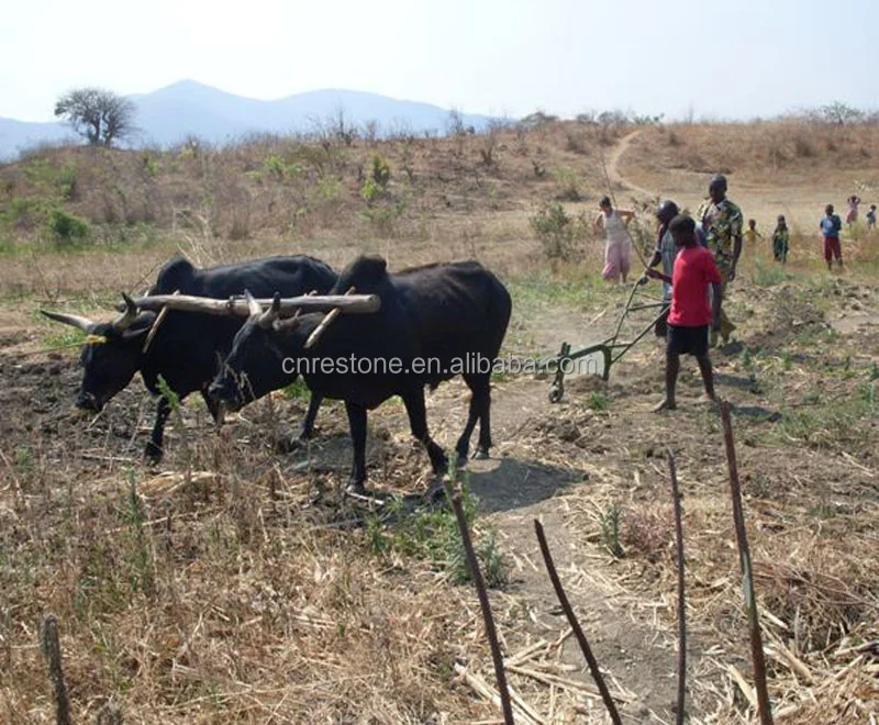 Ox Drawn Plough - Efficient Farming Solutions for Africa