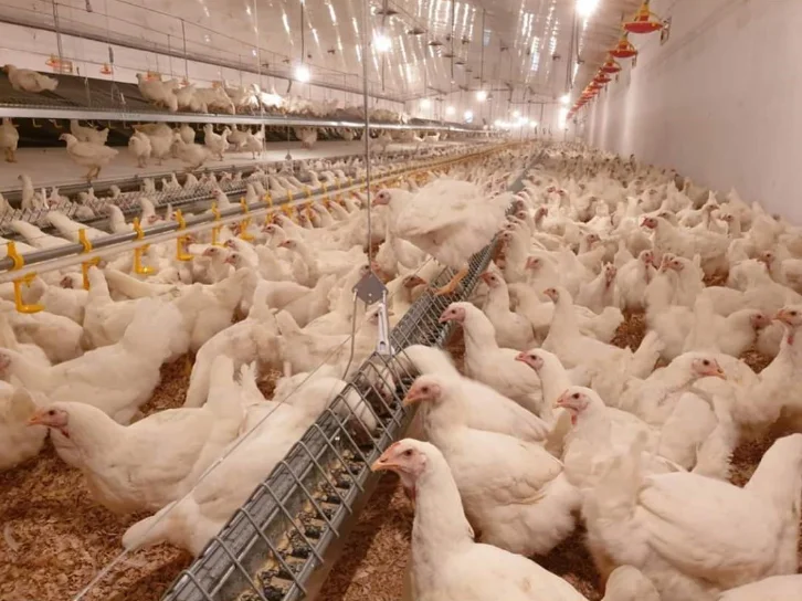 High-quality Broiler Breeder Layer Chicken Poultry Equipment