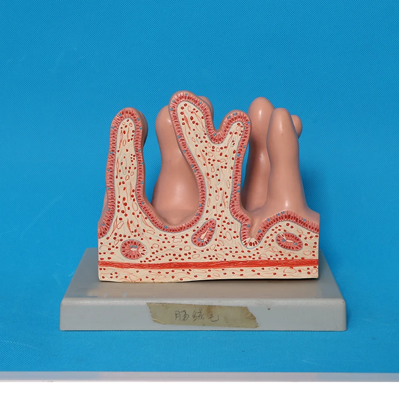 Human Skeletal Anatomy Model Large Intestine Villus Model - Buy Large ...