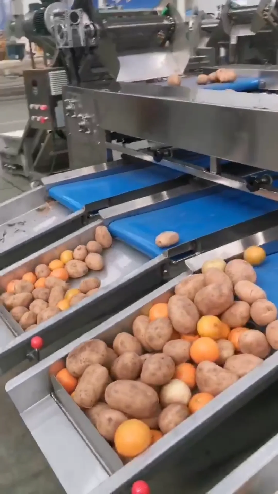 Damatic Hot Selling Round Fruits Vegetables Selection Sorting Roller ...