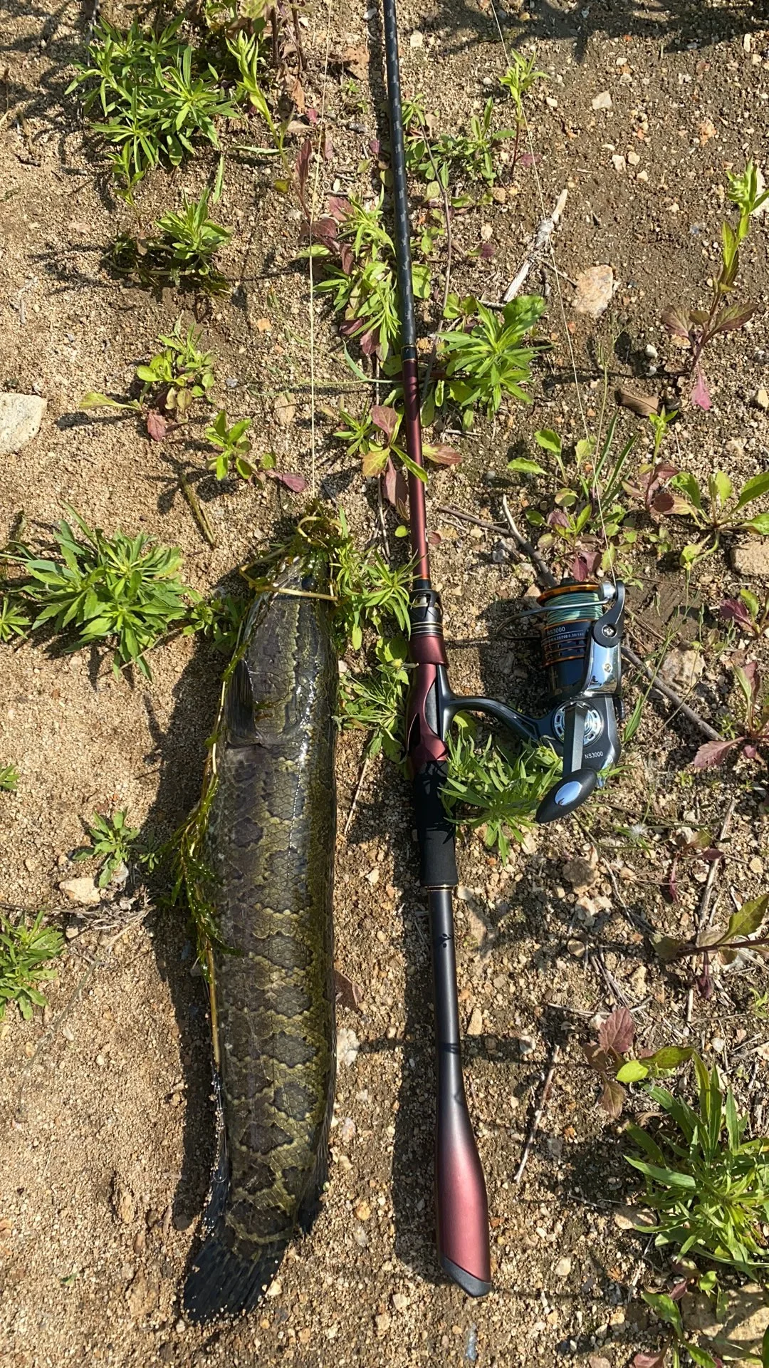 Fast Shipping Fishing Rods - Carbon Fiber Bass Essentials