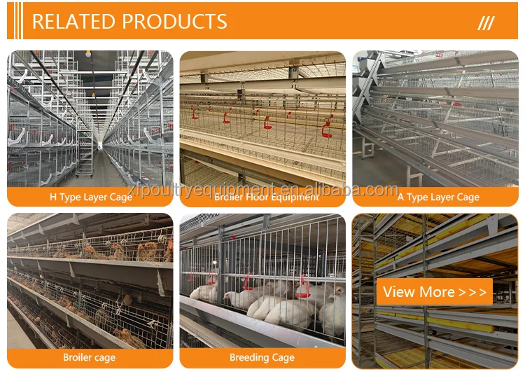 Commercial Stainless Steel Poultry Brooder Battery for 5000 Chickens in ...