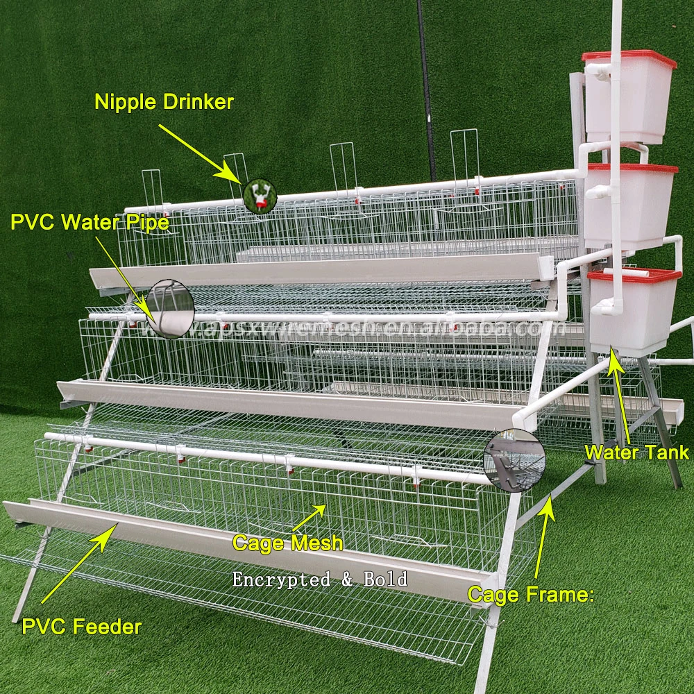 Layer Chicken Battery Cage Automatic Chicken Cages Egg Layer Poultry ...