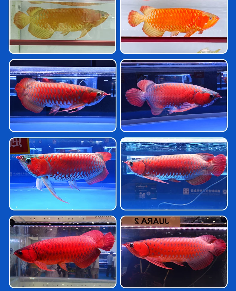 Dragonfish Special Aquarium Trichromatic Lighting Dragon Fish Lamps Red ...