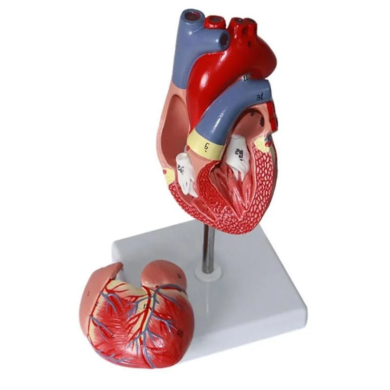 Anatomical Human Heart Model - Educational Teaching Tool