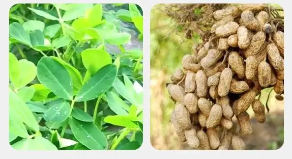 China Factory Cheap Price Wholesale 50/60 Raw Red Skin Round Peanut ...