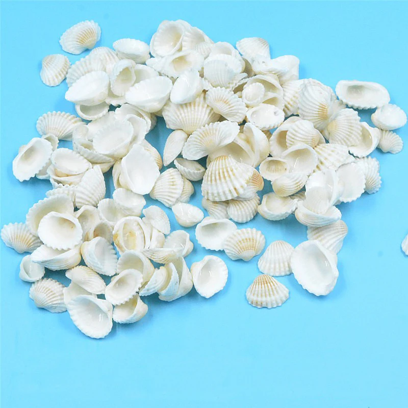 Natural Tiny Sea Shells Small White Clam Shells for Crafts Home Beach ...