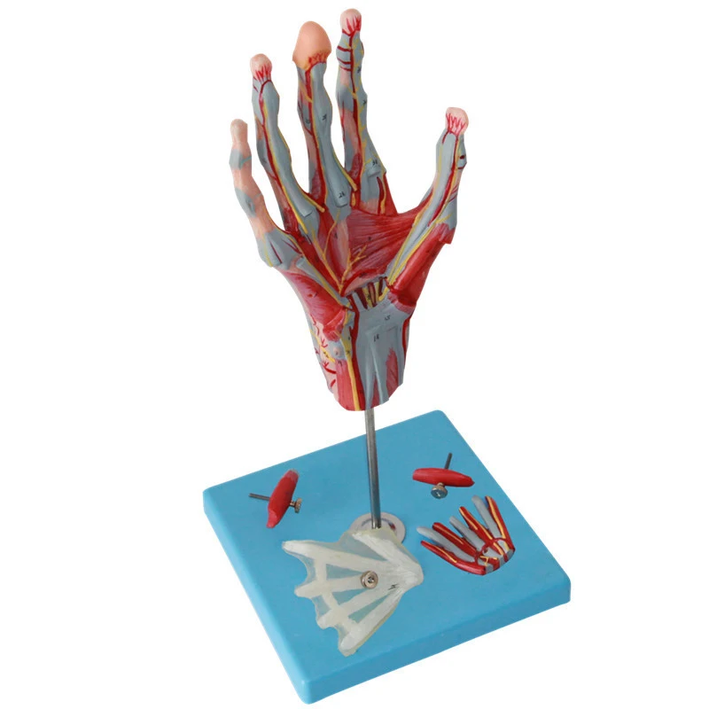 Anatomy of the Palm of the Hand - 42 Parts Indicator Model