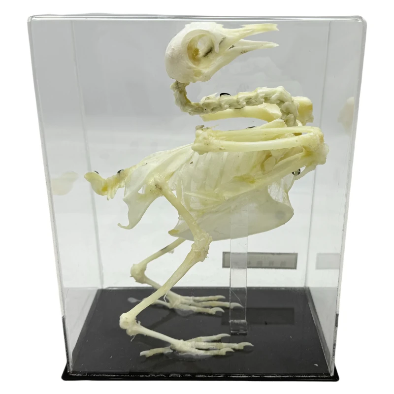 Pigeon Skeleton Model - Alat Bantu Mengajar Ilmu Biologi
