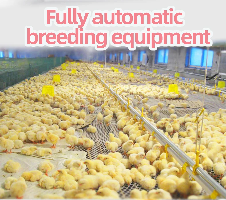 Efficient Chicken Feeding System - Automatic Poultry Broiler