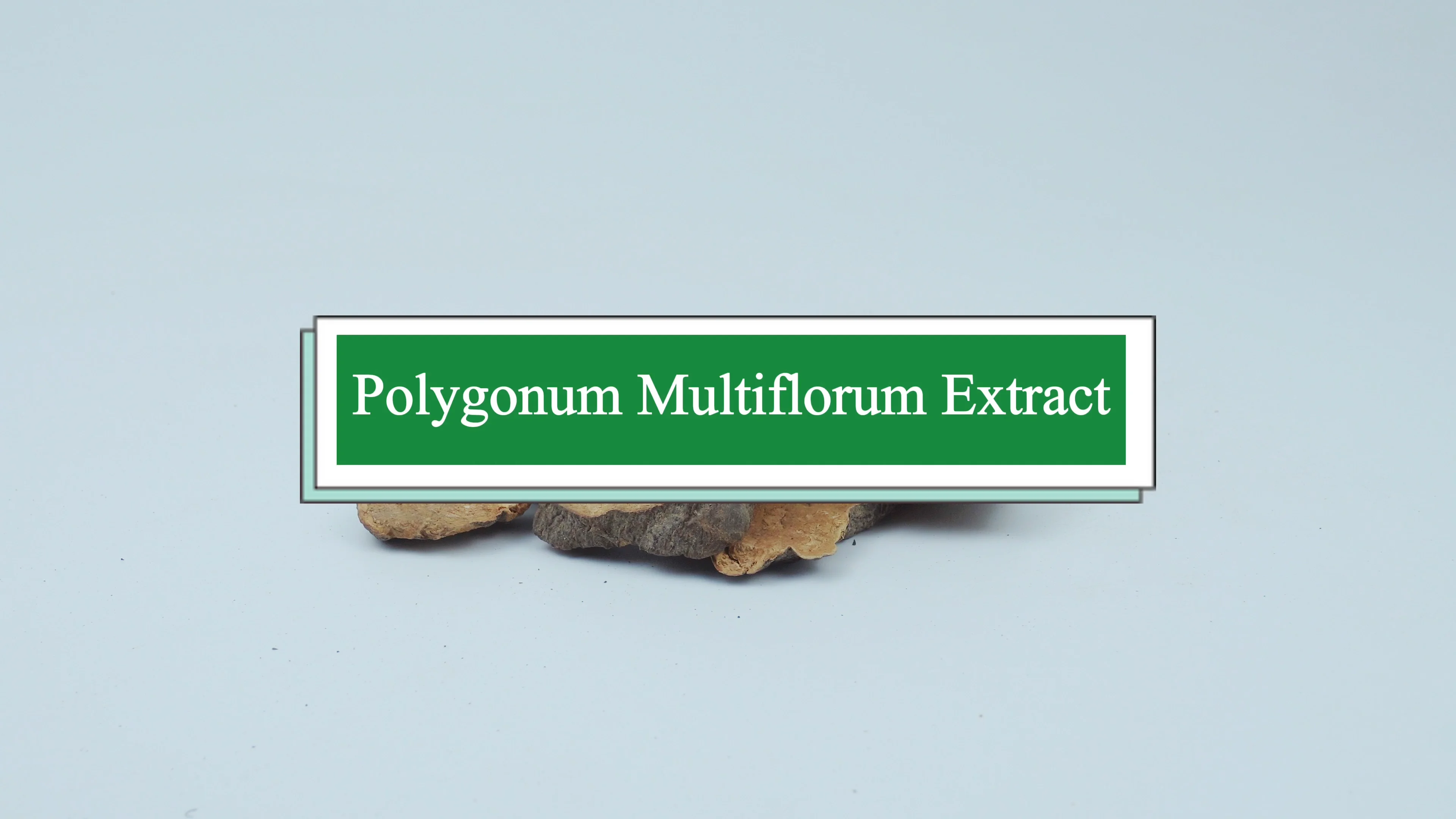 Herbal Extract Price Natural Plant Organic Polygonum Multiflorum Hair ...