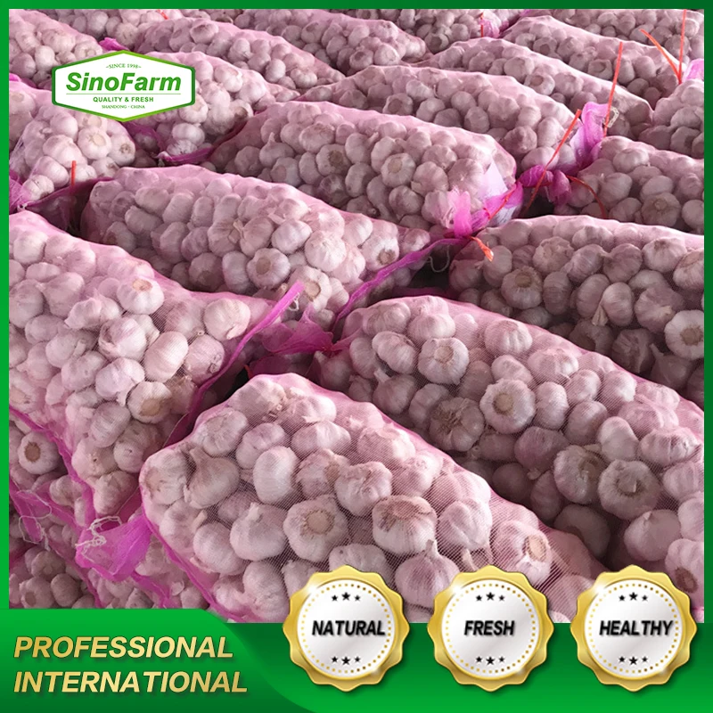 Fresh Pure White Garlic High Quality Wholesale Chinese Pure White ...