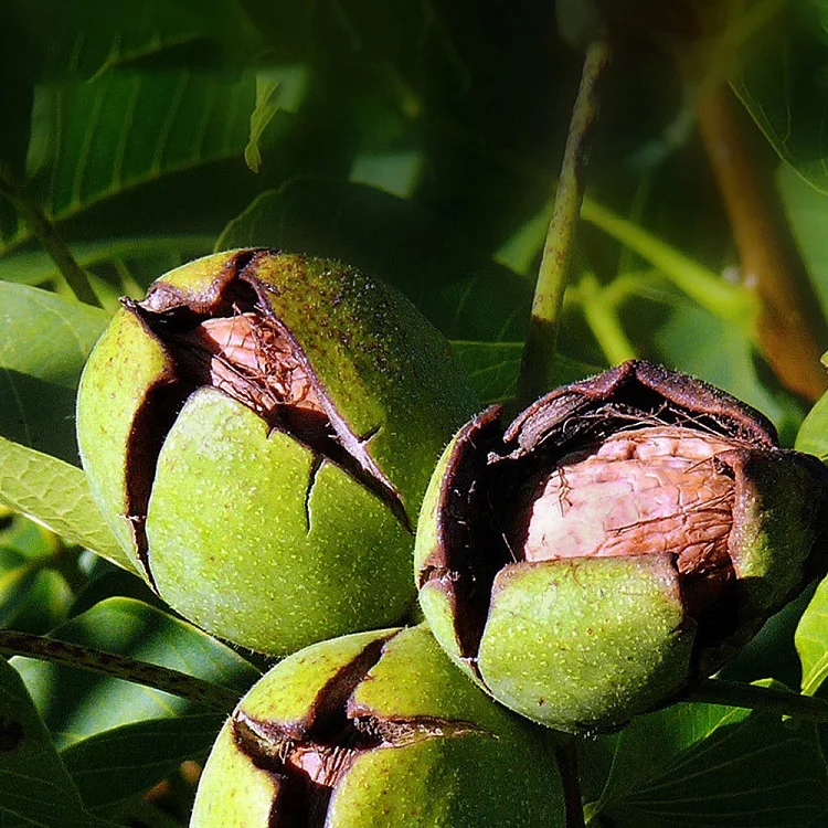 Chinese Walnuts In Shell/bulk Walnuts Kernels - Buy Walnuts In Dubai ...