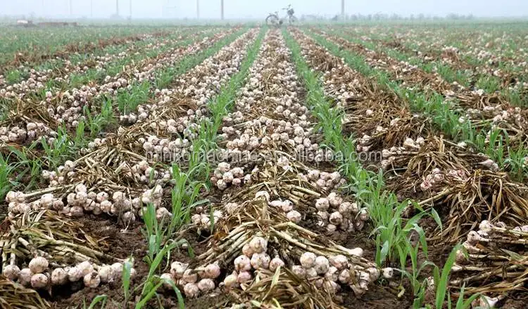 High Performance Tractor Mounted Garlic Sowing Seeder Planter Planting ...