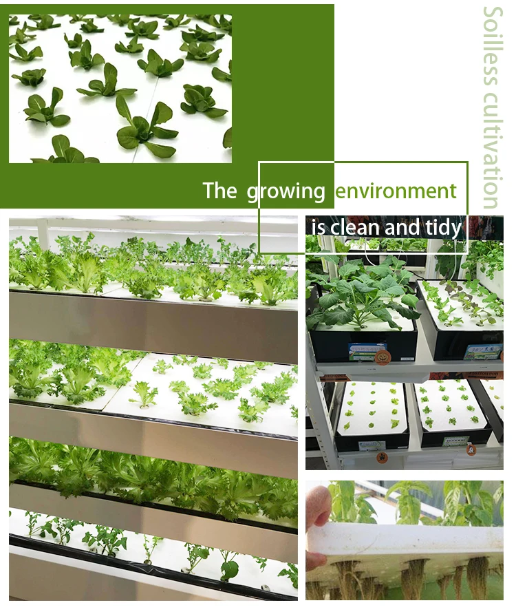 White Foam Seed Germination Tray for Rice Seedlings - 21325072100 Cells ...