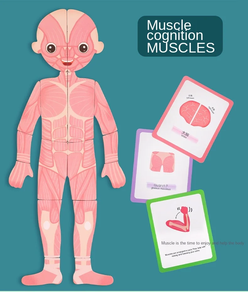 Wooden Body Structure Puzzle Montessori Human Body Cognition Puzzle ...