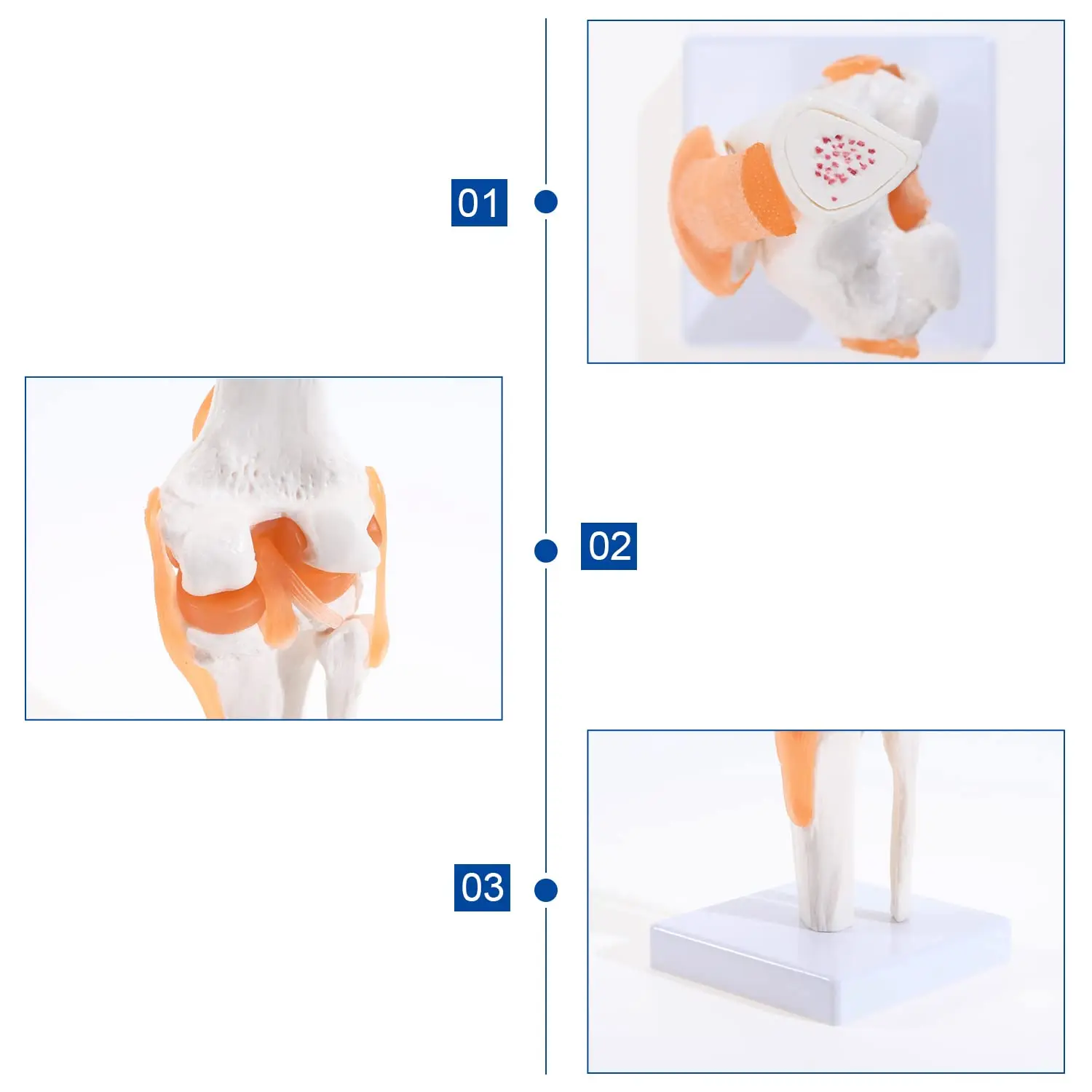Life Size Human Knee Joint Model Plastic Knee Joint Model Anatomical ...