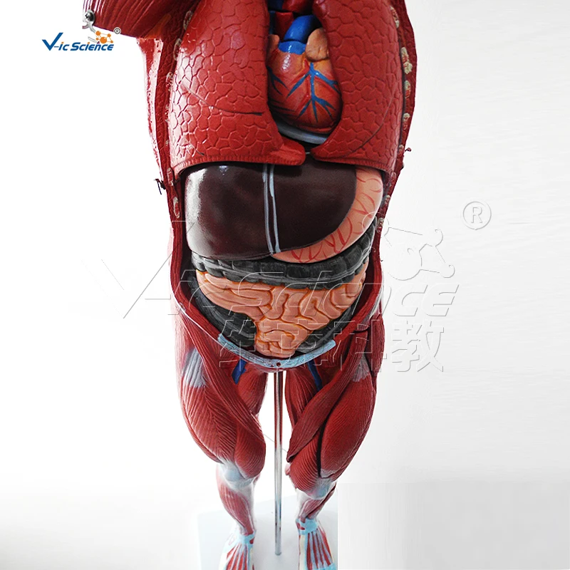 Human Body Anatomy Model 80cm Human Muscles Model Male (27 Parts ...