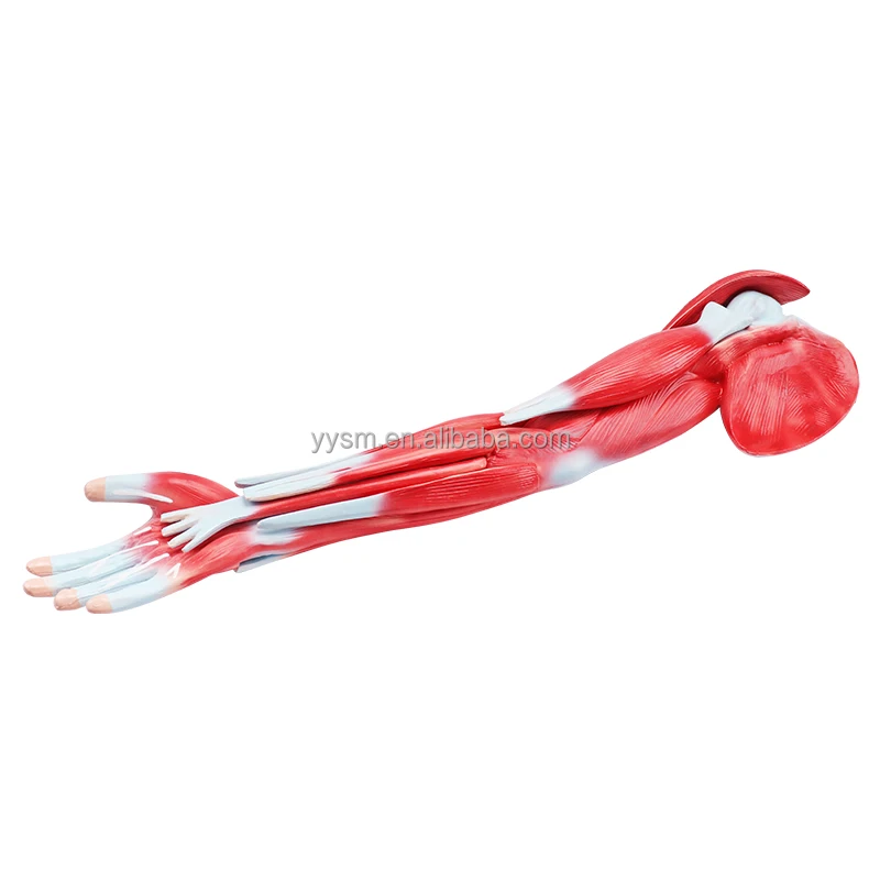 Human Superior Limbs Muscle Anatomy Model Medical Teaching 3D Muscle ...