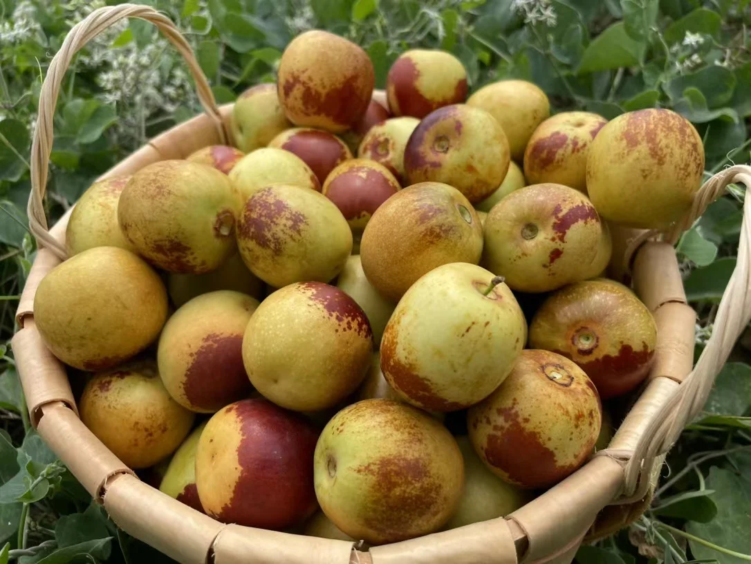 High Quality Fresh Dates Round Sweet Fresh Winter Jujube Fruits From ...