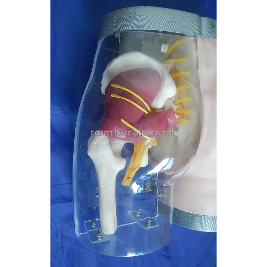 Buttocks Intramuscular Injection Model - Hip Injection Training