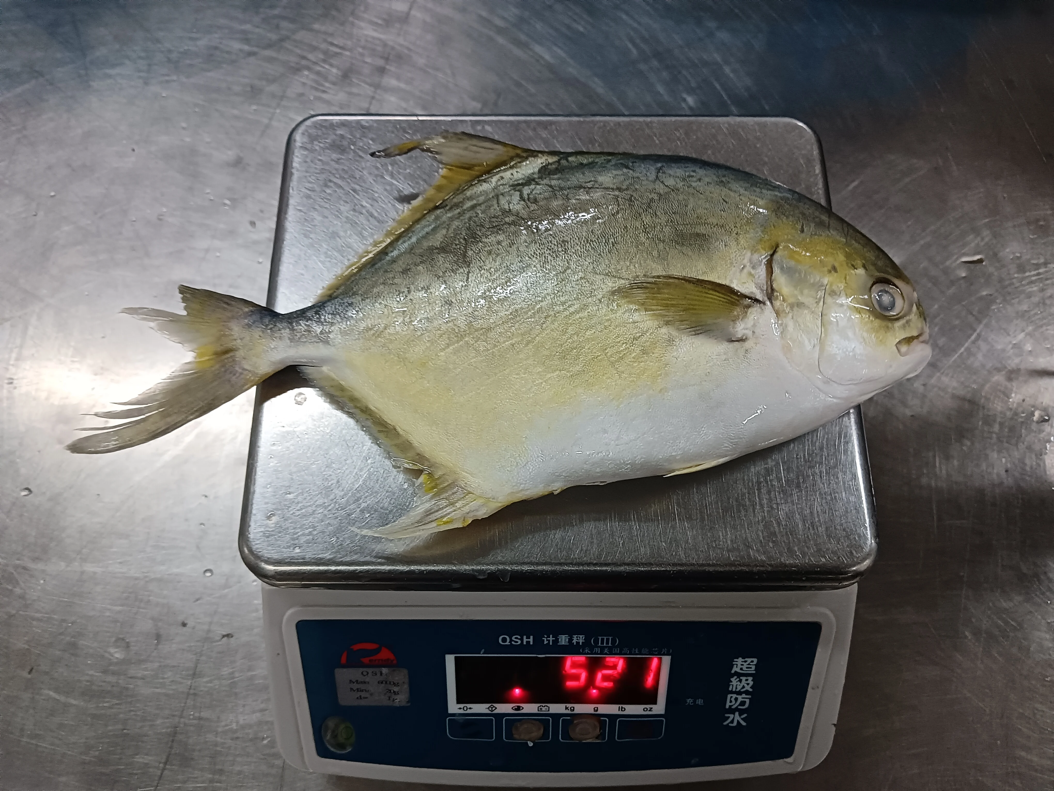 Alibaba.com: Farming Fish Golden Pomfret, Fresh Frozen Chinese Pompano ...
