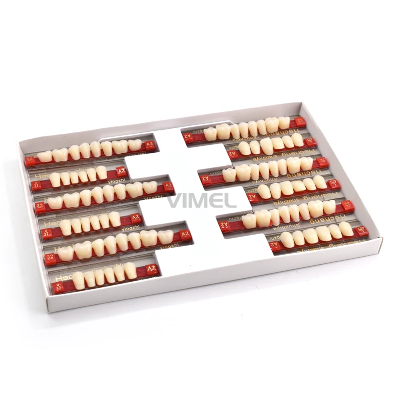 Two Layers Synthetic Resin Teeth - Durable Dental Solutions