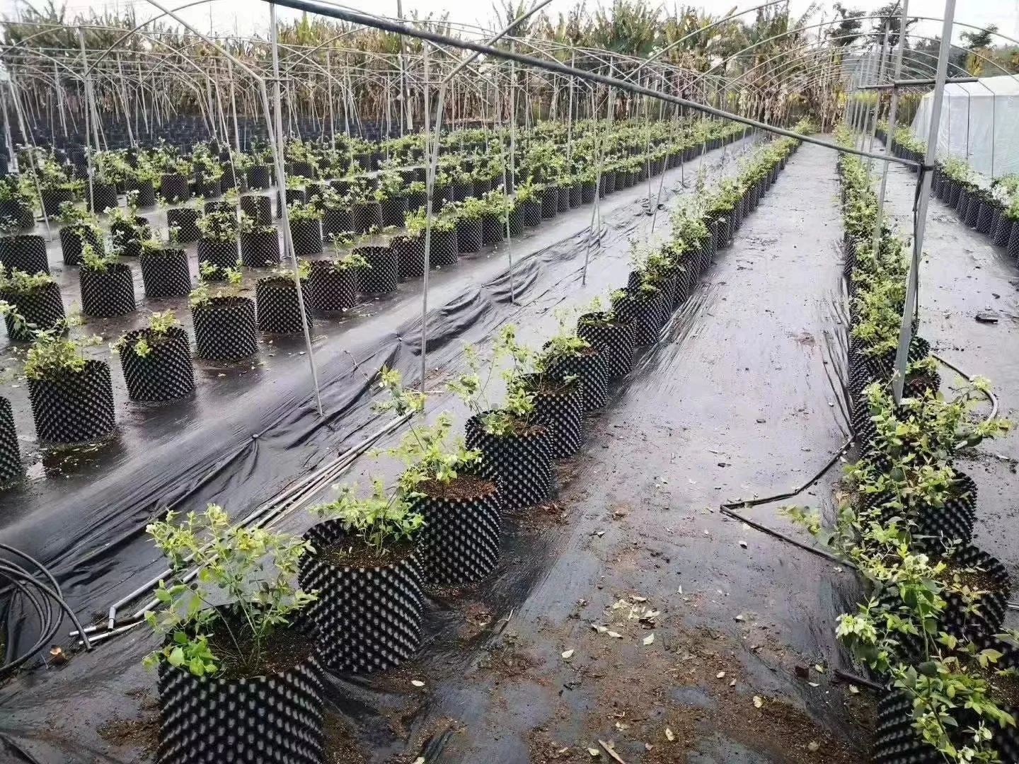 Root-control Fast Seedling Raising Container - Buy Plastic Root Control ...