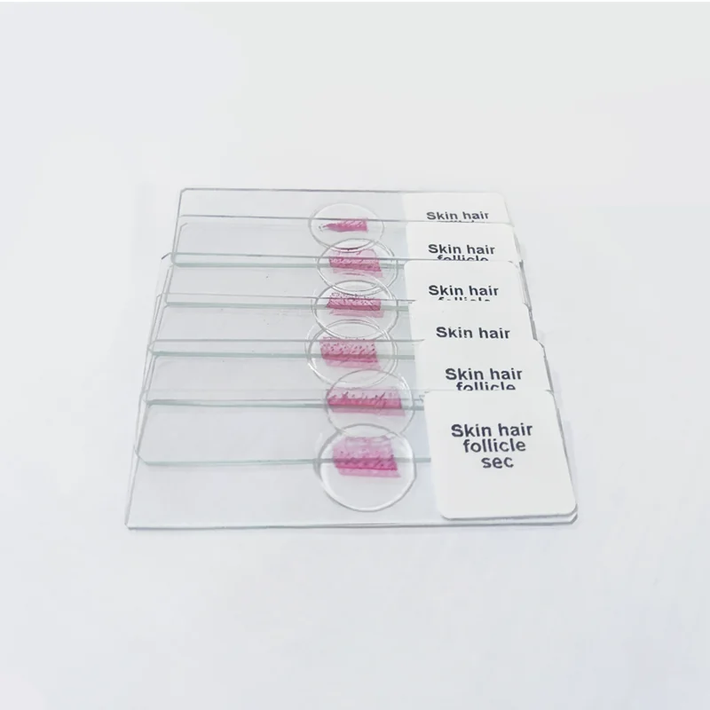 Prepared Lab Glass Slides Advanced Staining Microscope Slide For ...