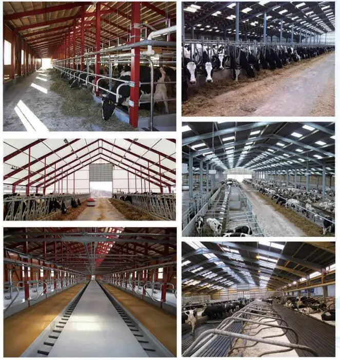Prefab Metal Frame Steel Structure Design Cattle Shed Dairy Barn Farm ...